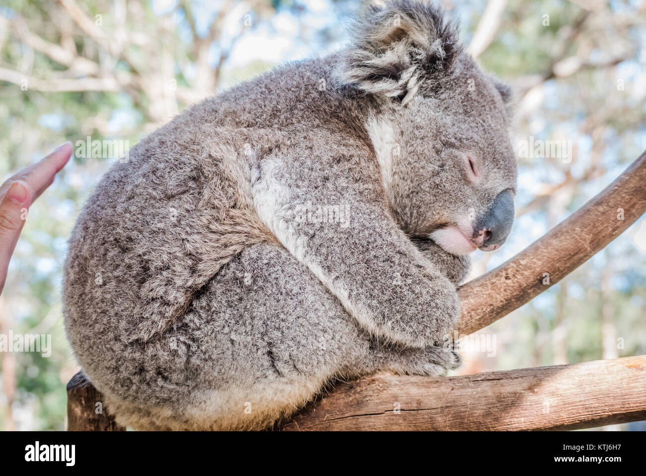 koala bear climbing on a tree Stock Photo - Alamy