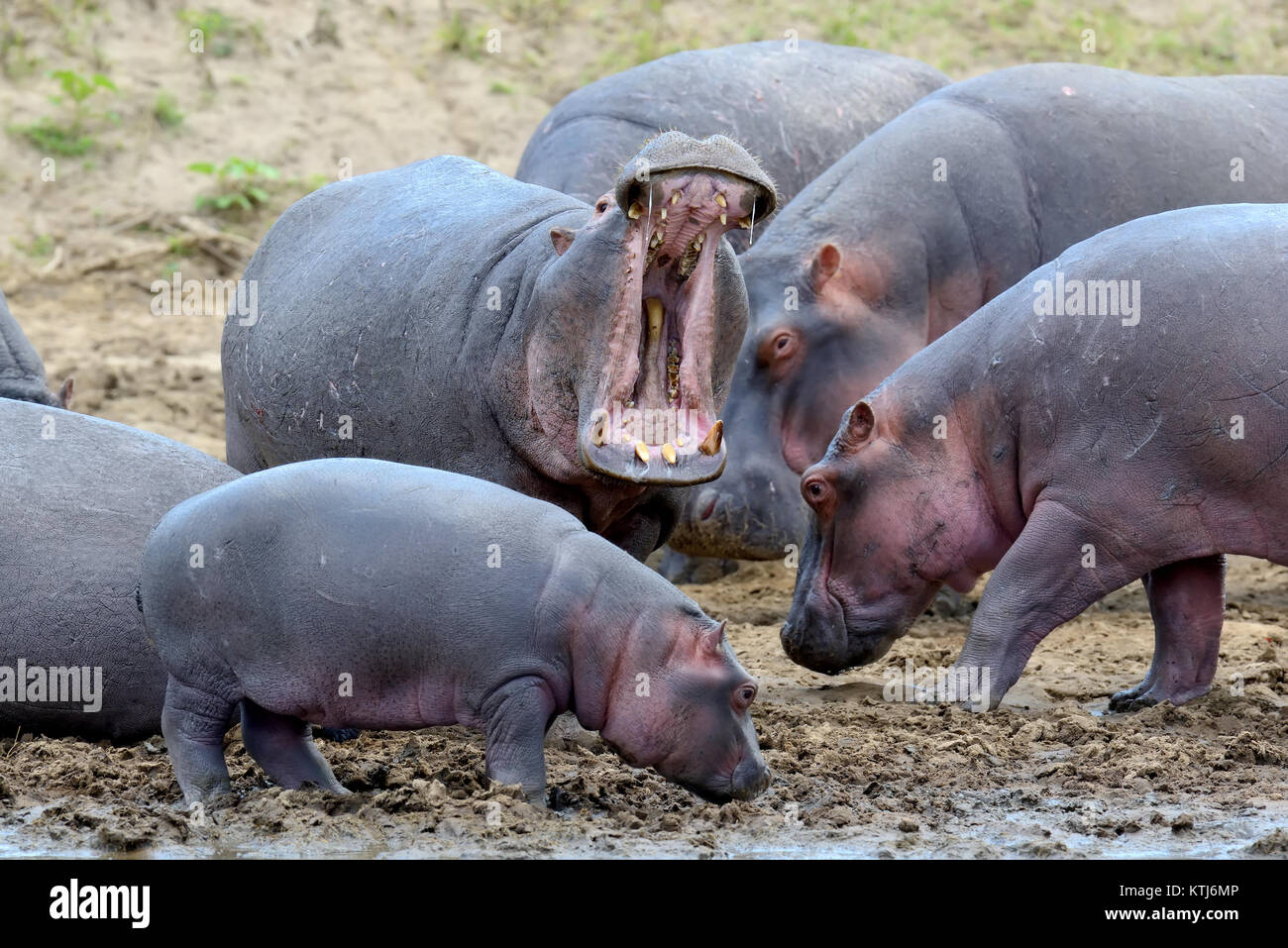 Hippo family (Hippopotamus amphibius) outside the water, Africa Stock ...
