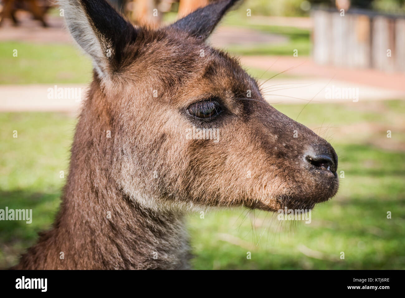 Kangaroo Face Side View