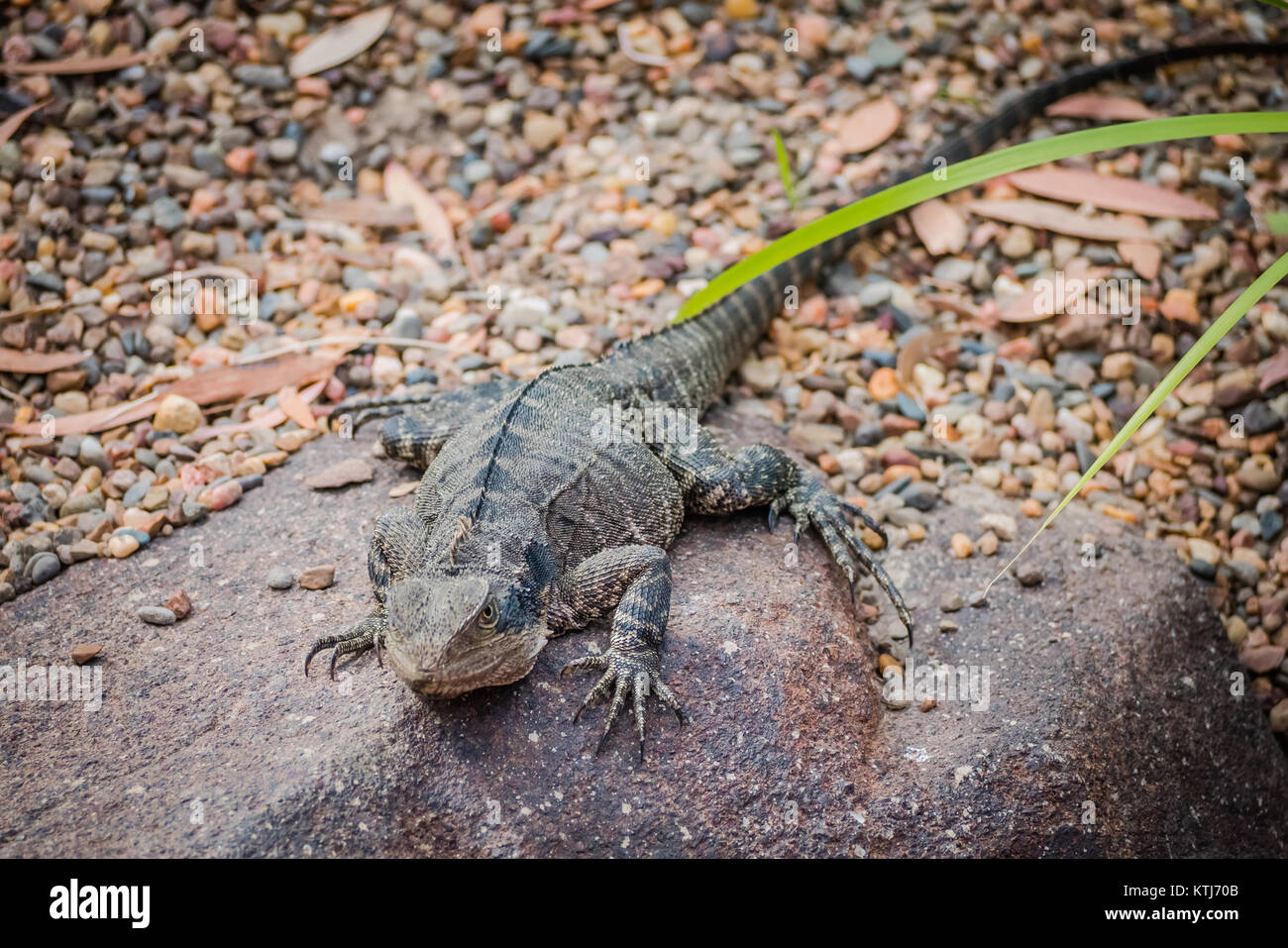 lace monitor lizard Stock Photo - Alamy