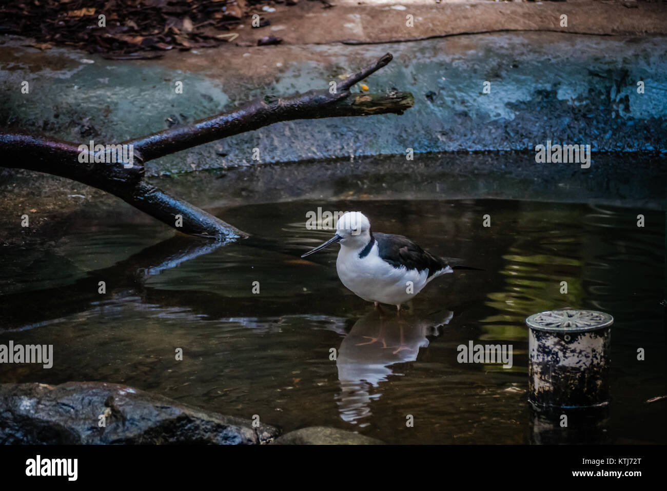 Long Leg Bird High Resolution Stock Photography and Images - Alamy