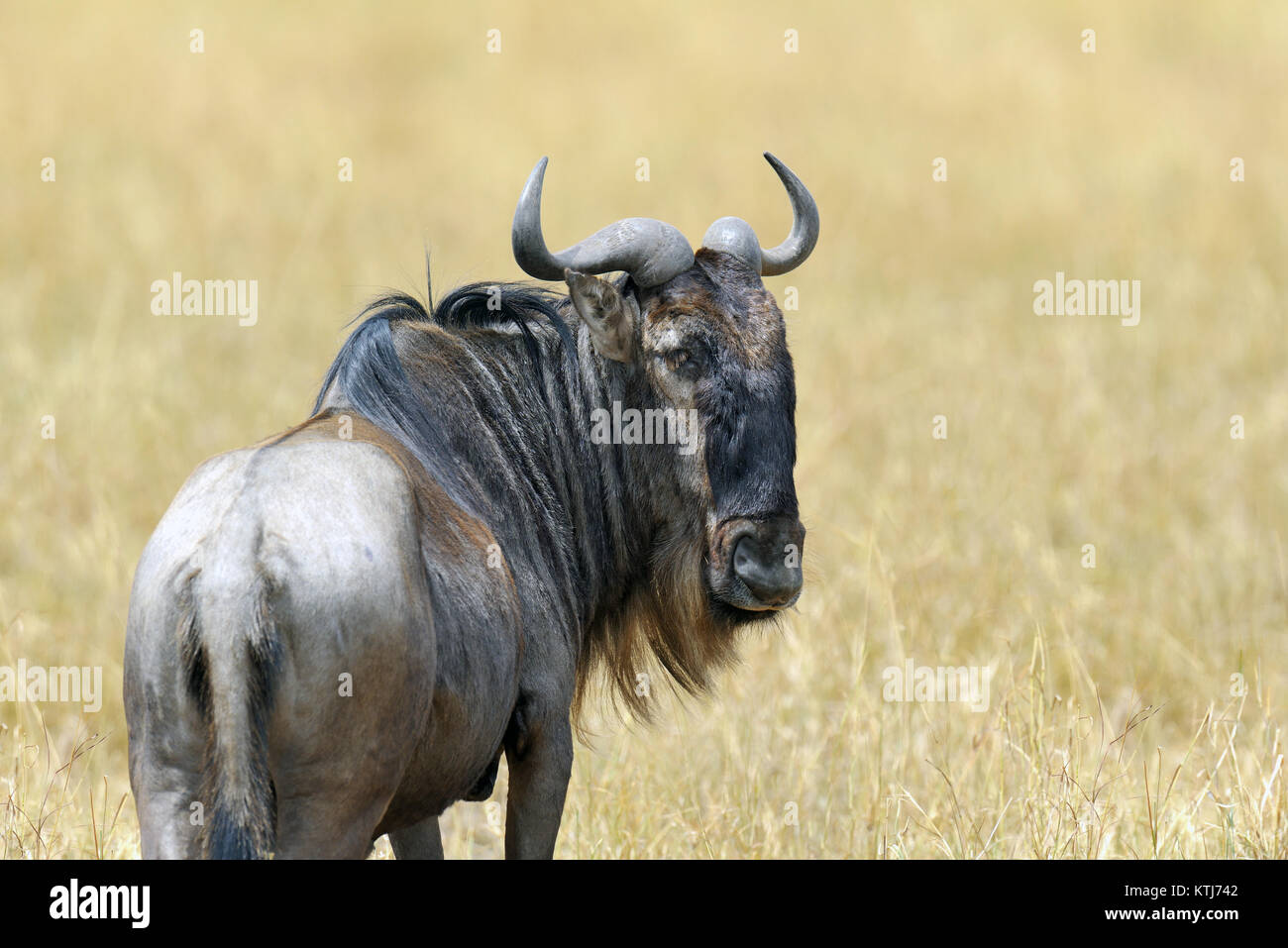 Wildebeest in National park of Kenya, Africa Stock Photo - Alamy