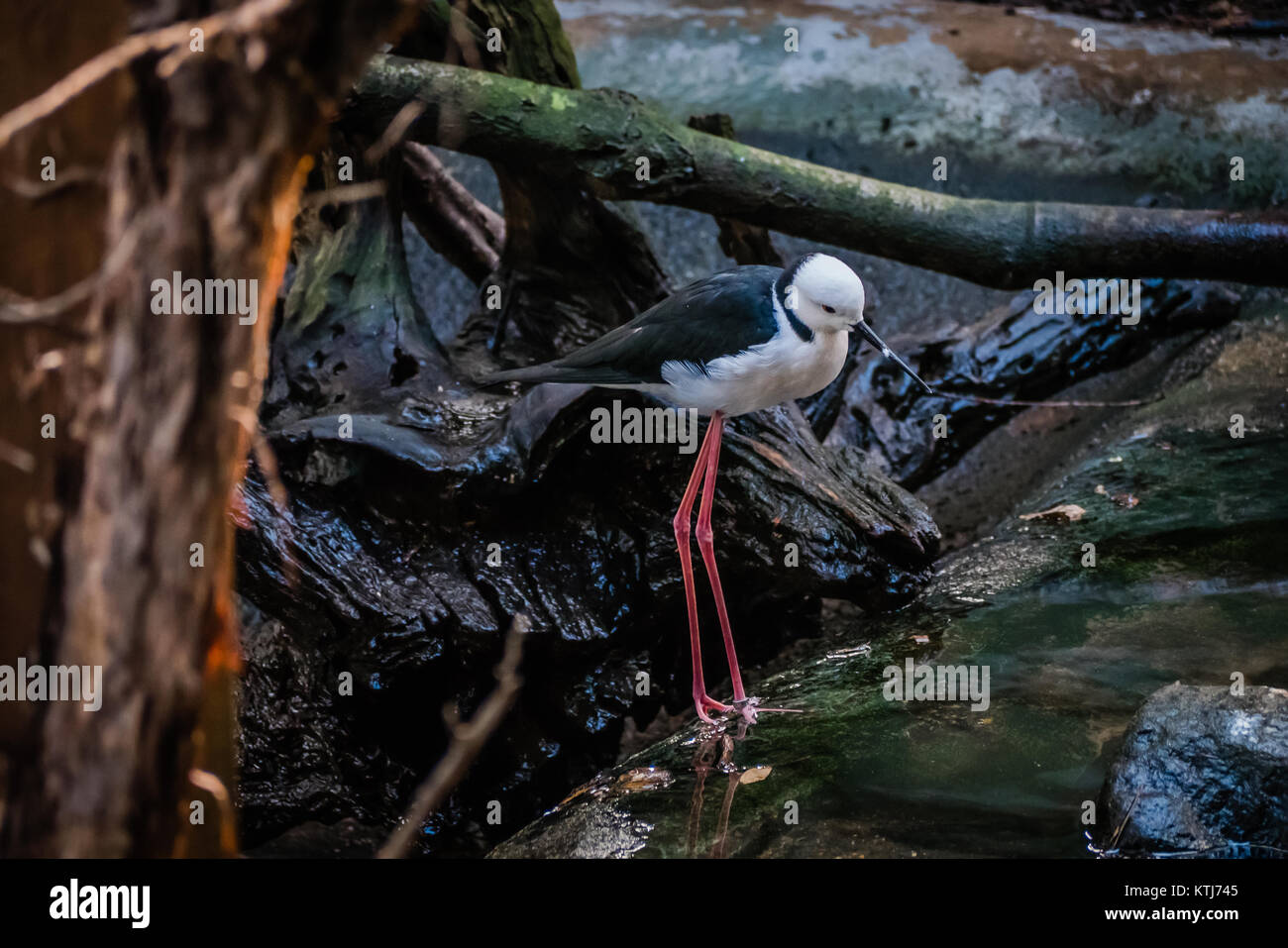 long leg bird Stock Photo - Alamy