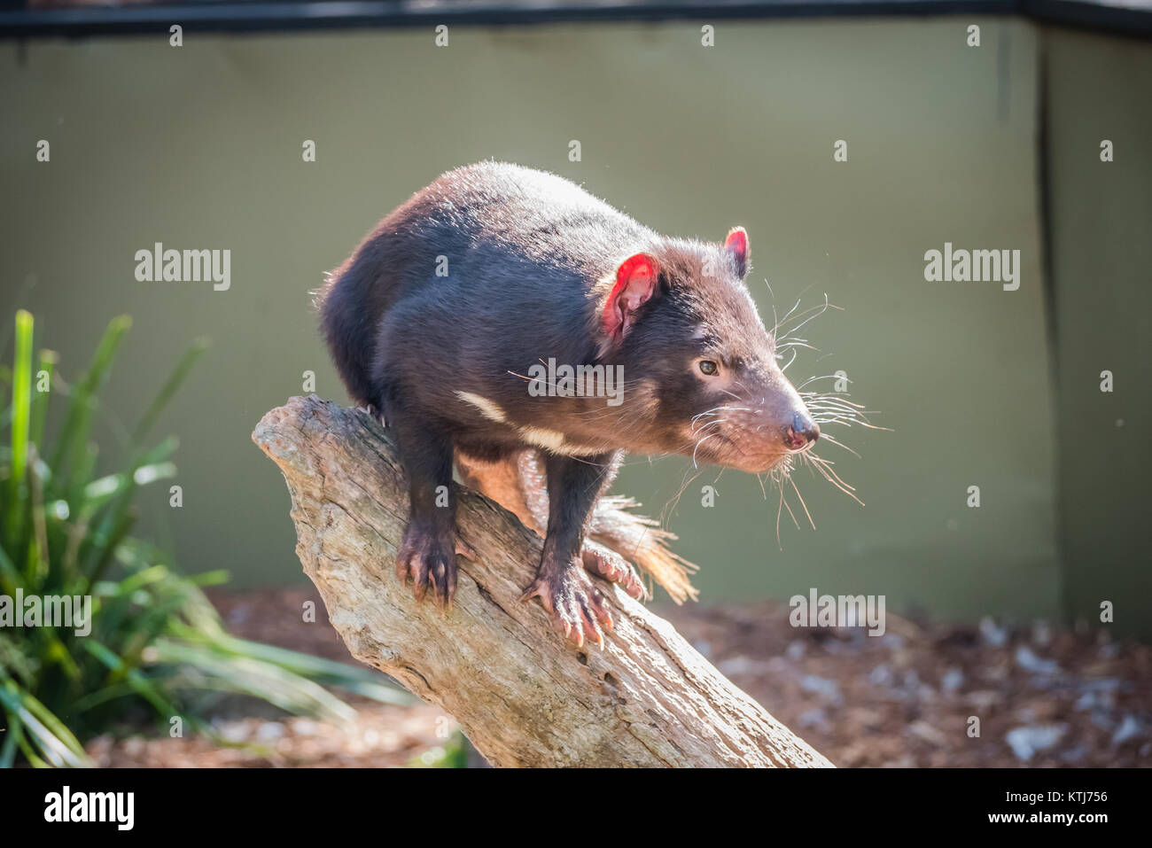 The Tasmanian devil is a carnivorous marsupial of the family Dasyuridae ...