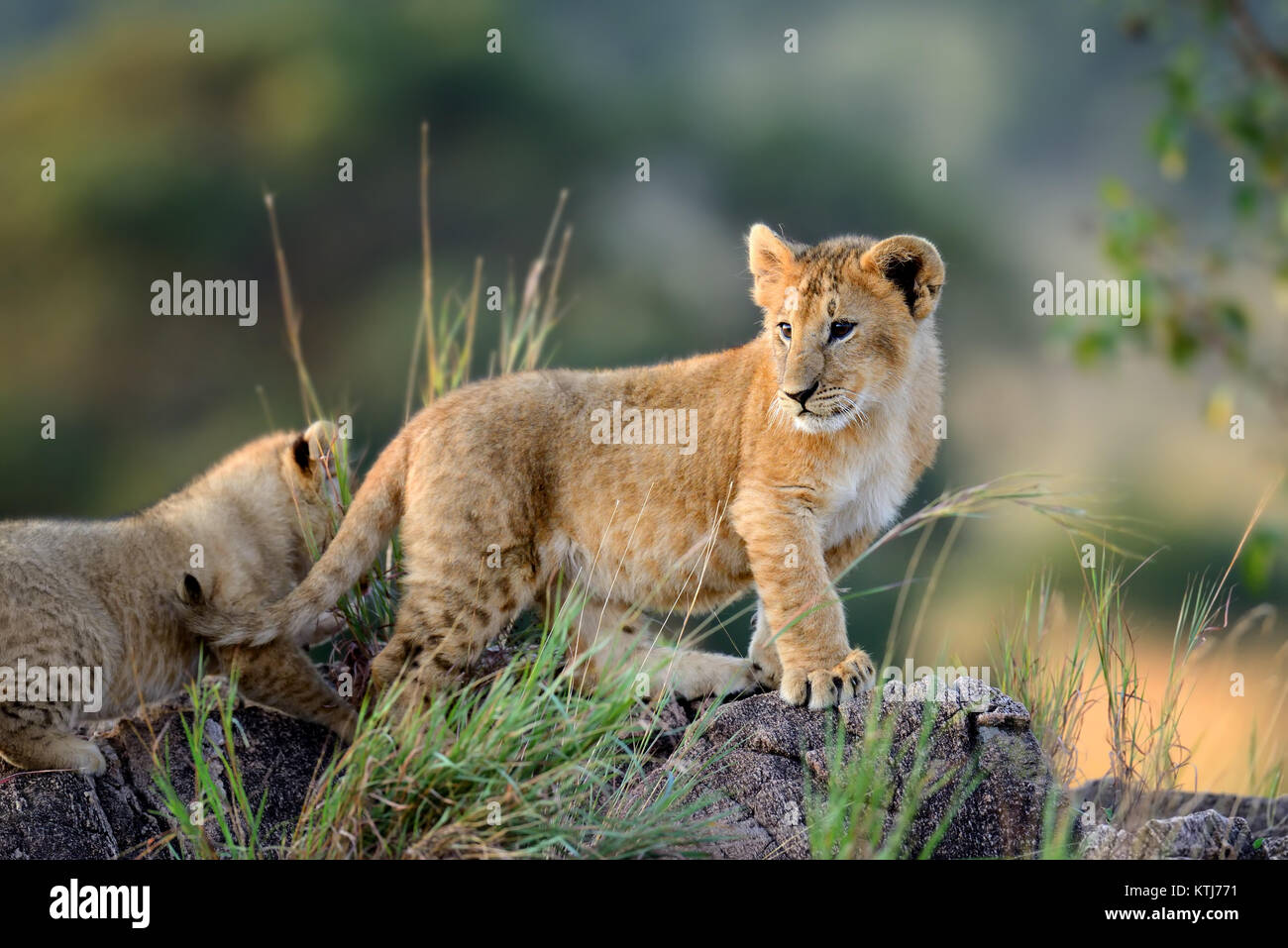 African lion cub in National park of Kenya, Africa Stock Photo - Alamy