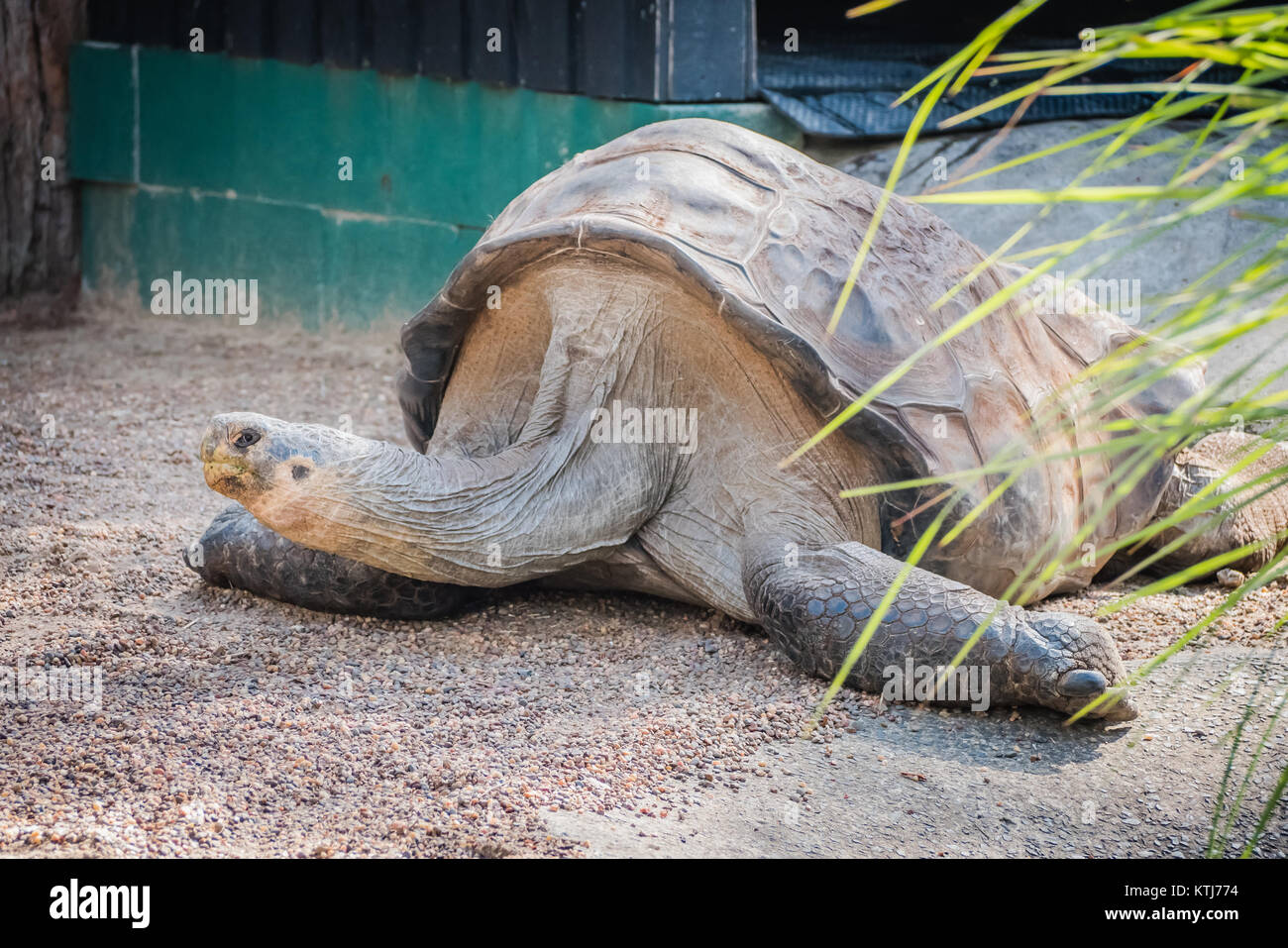 The Galápagos tortoise complex or Galápagos giant tortoise complex are ...