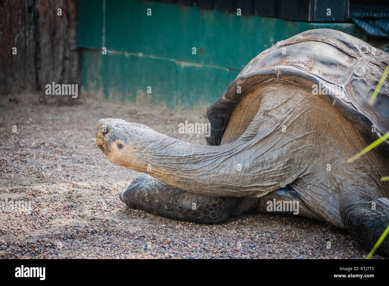 The Galápagos tortoise complex or Galápagos giant tortoise complex are ...
