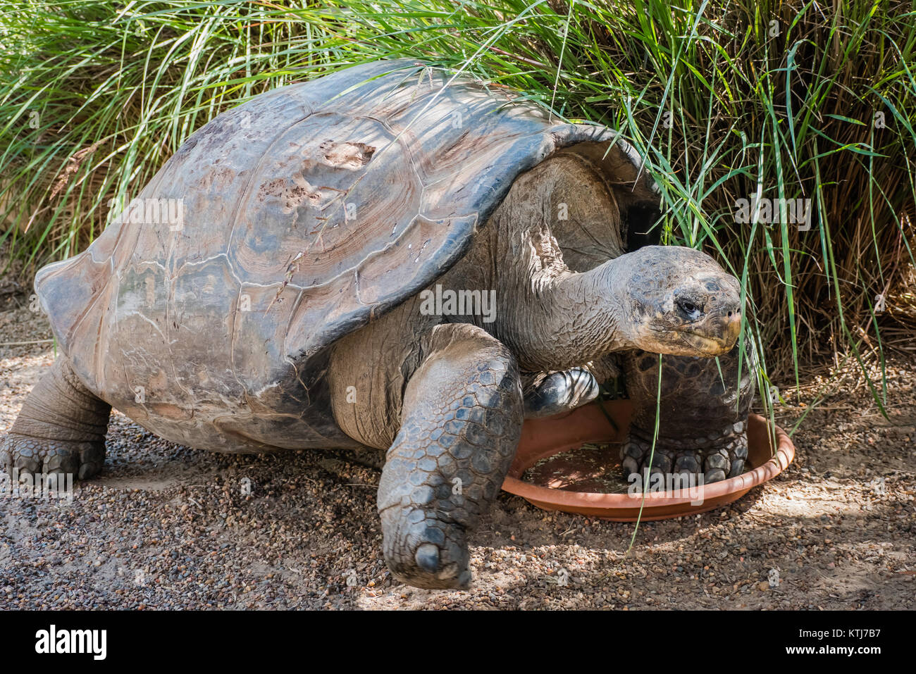 The Galápagos tortoise complex or Galápagos giant tortoise complex are ...