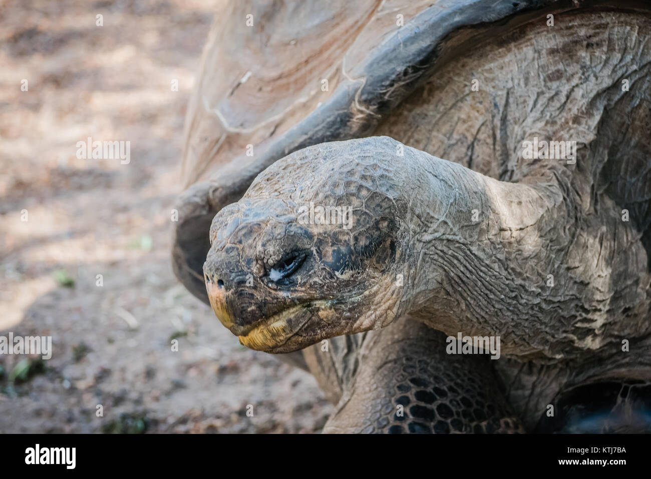 The Galápagos tortoise complex or Galápagos giant tortoise complex are ...