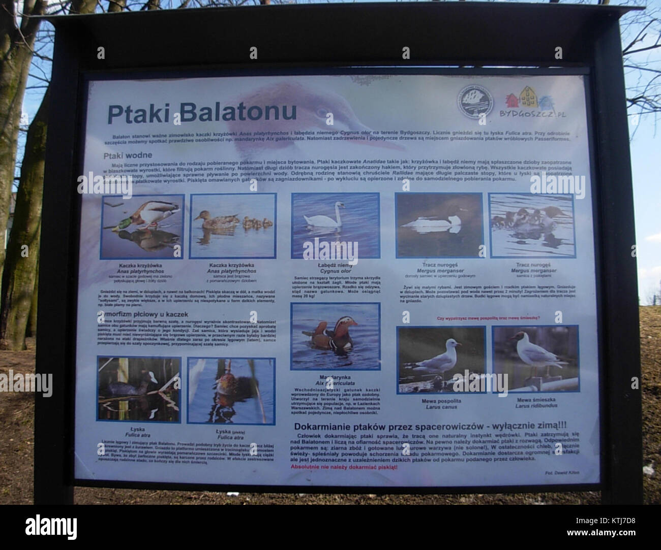 Bdg Bartodzieje Balaton ptaki 04 2013a refers to a photograph taken in ...