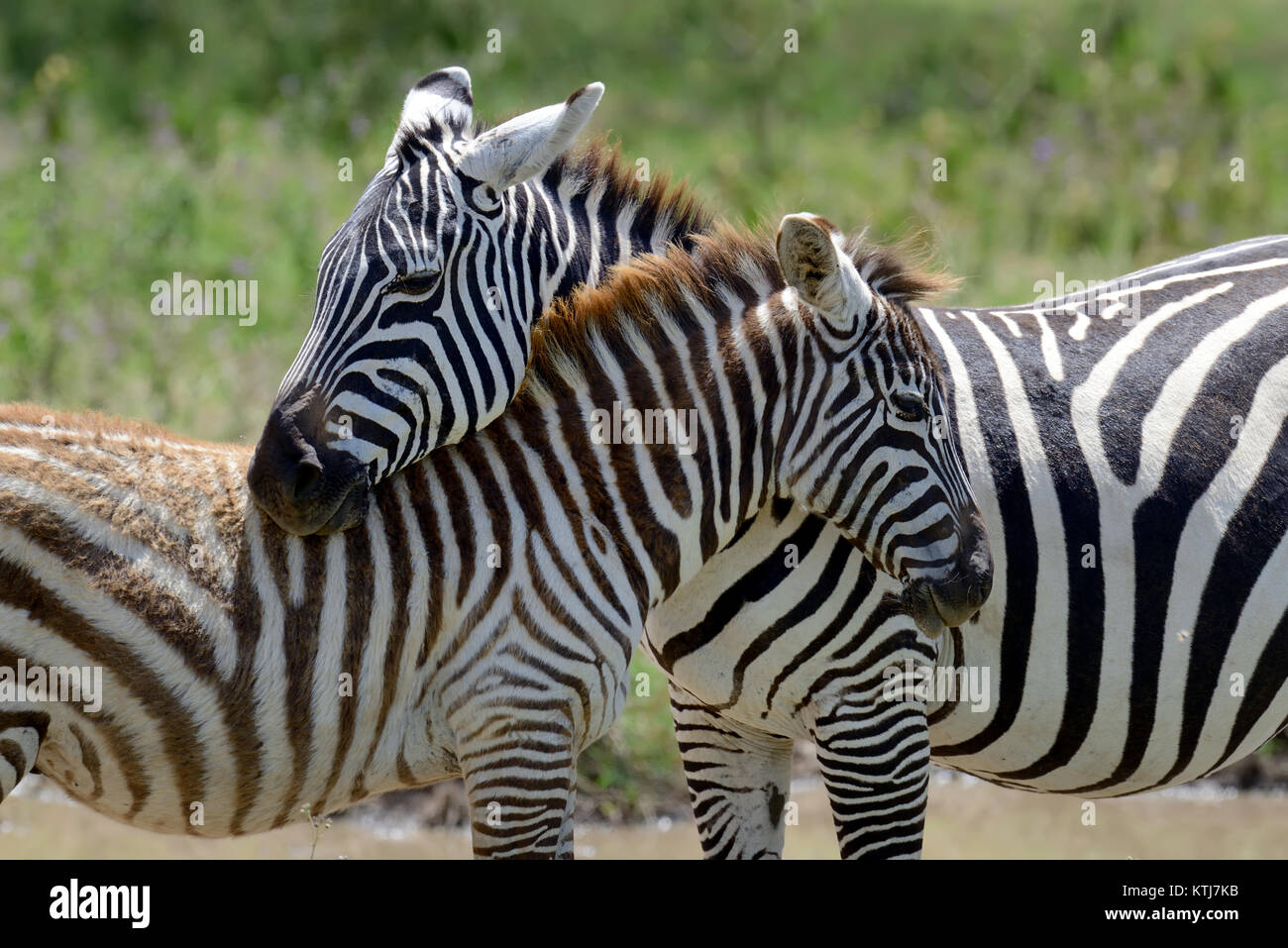 Zebra on grassland in National park of Africa Stock Photo - Alamy