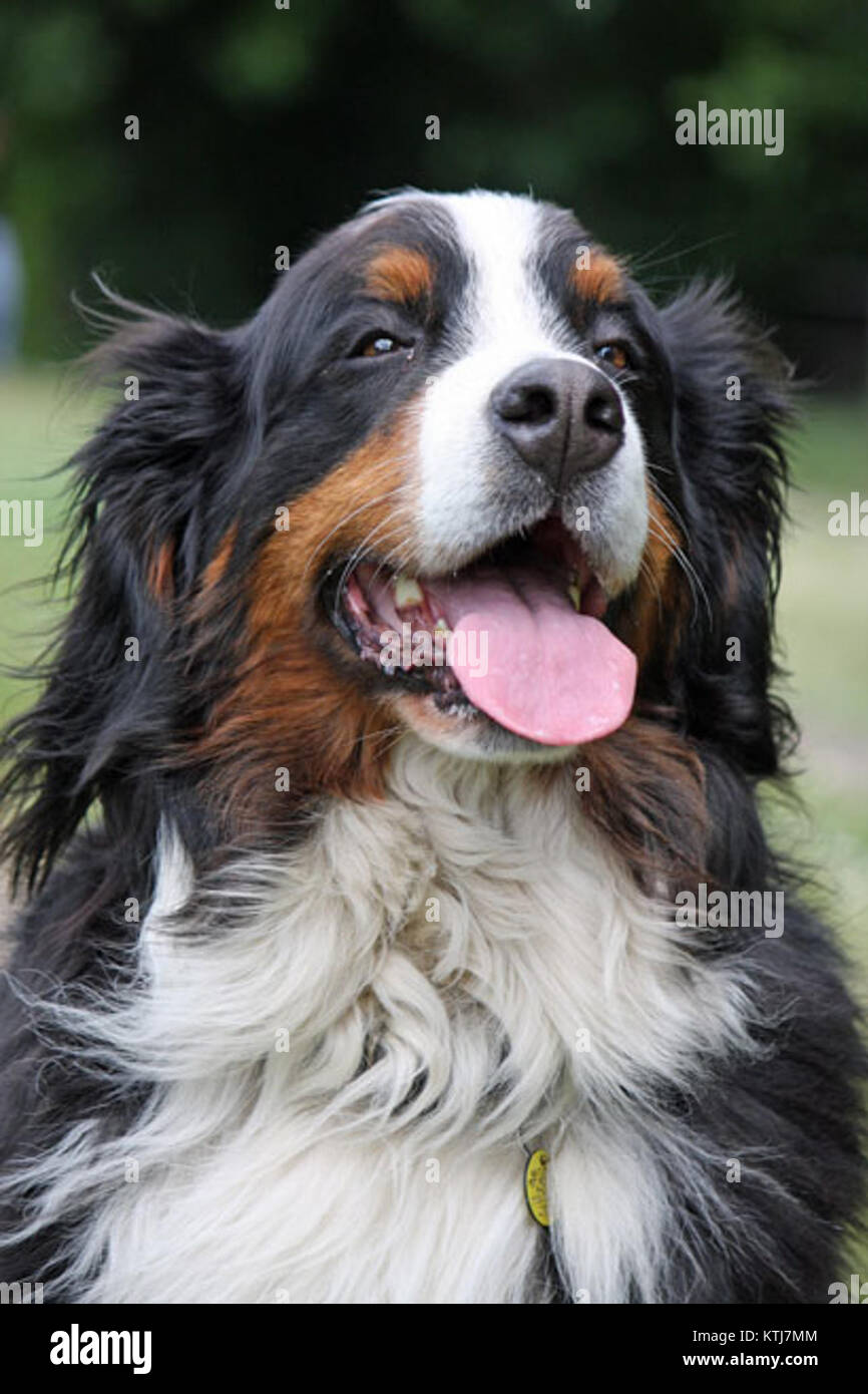 The Bernese Mountain Dog is a large, sturdy breed known for its ...