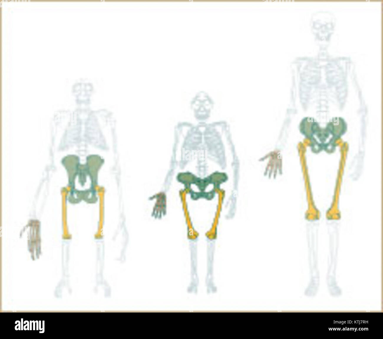 Bipedalism hi-res stock photography and images - Alamy