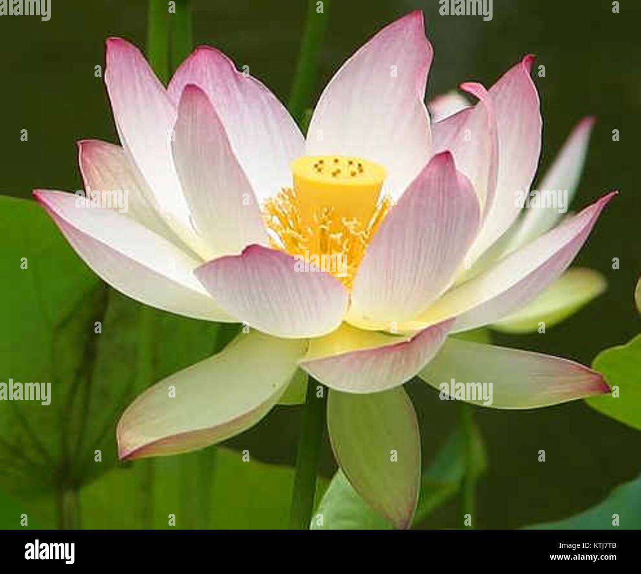Distinctive petal shapes hi-res stock photography and images - Alamy