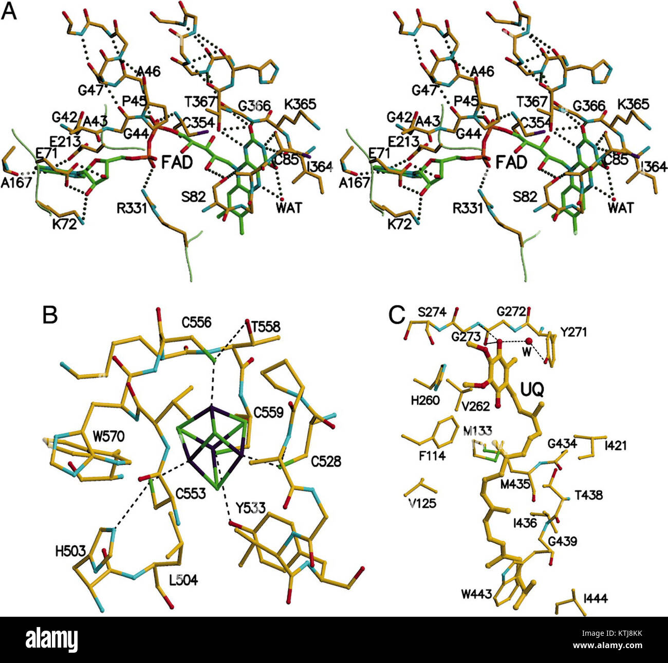 Oxidoreductase hi-res stock photography and images - Alamy