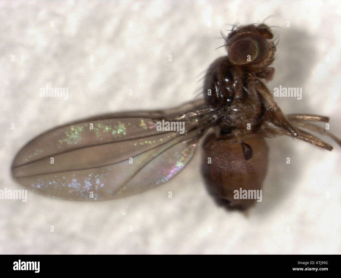 Asteia sp is a genus of fly within the family Platystomatidae, known ...