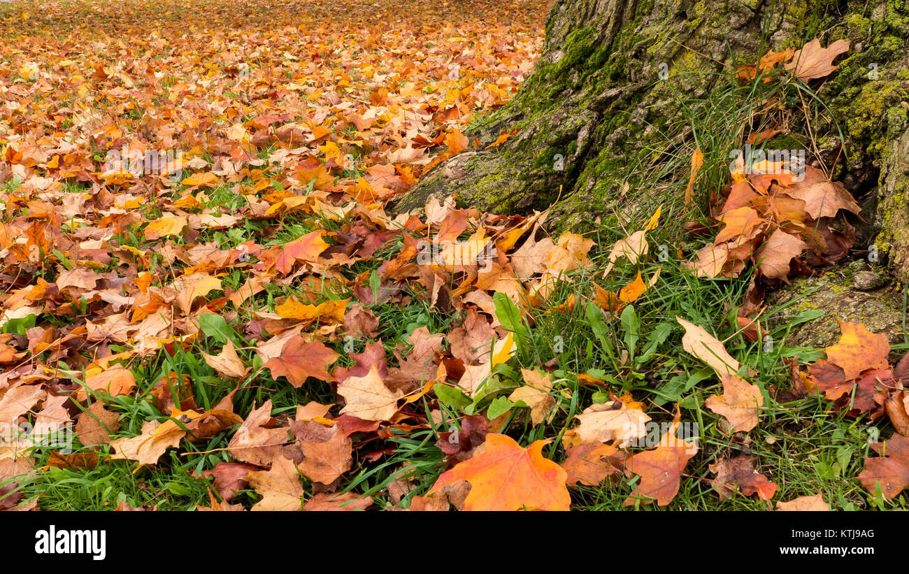 This photograph captures the vibrant colors of autumn leaves ...