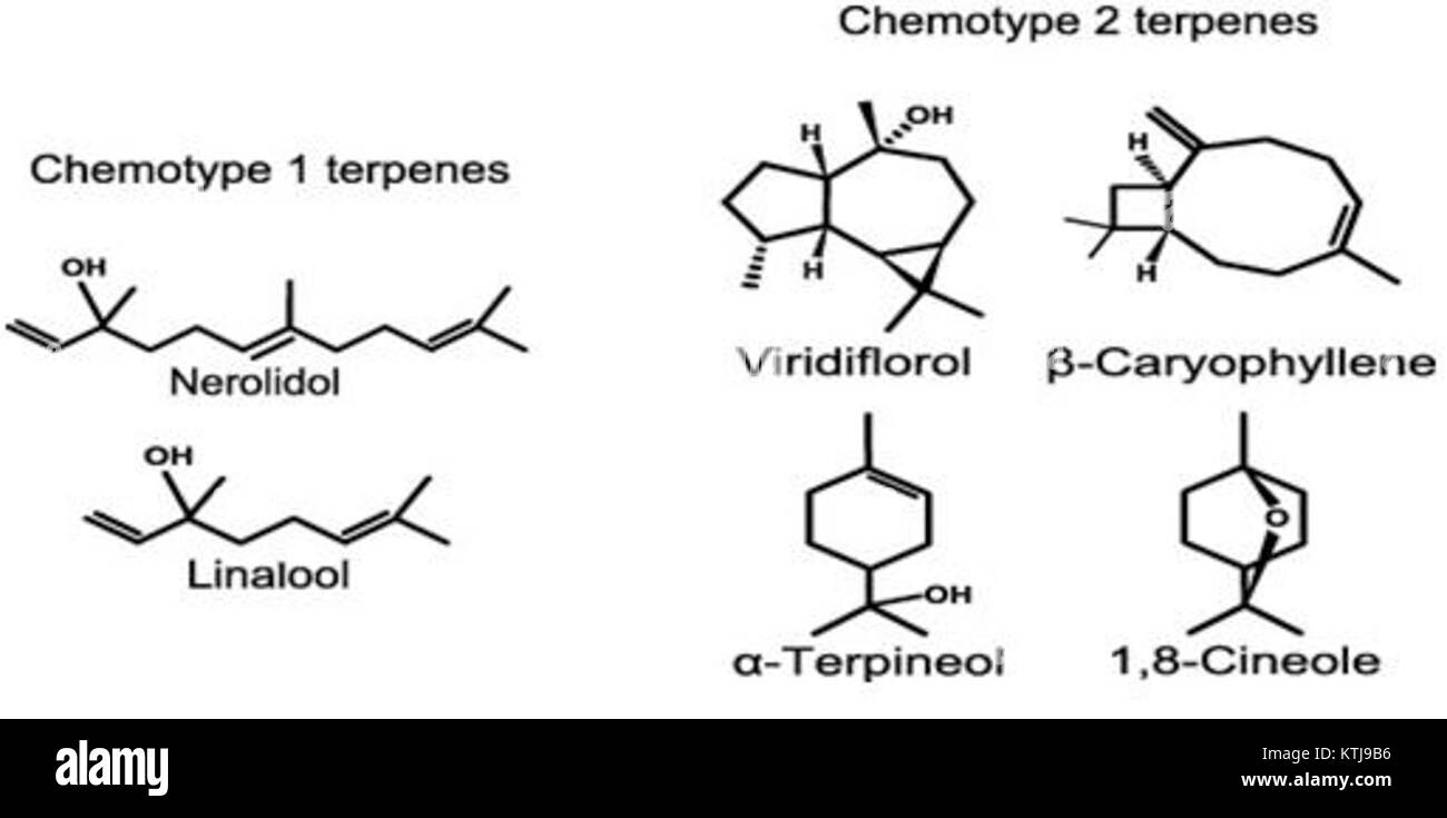 Chemotypes hi-res stock photography and images - Alamy
