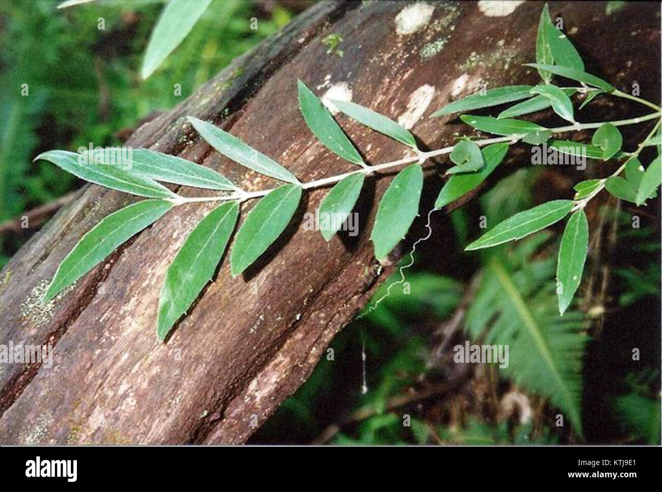 Atherosperma moschatum, commonly known as the Myrtle Beech, is an ...