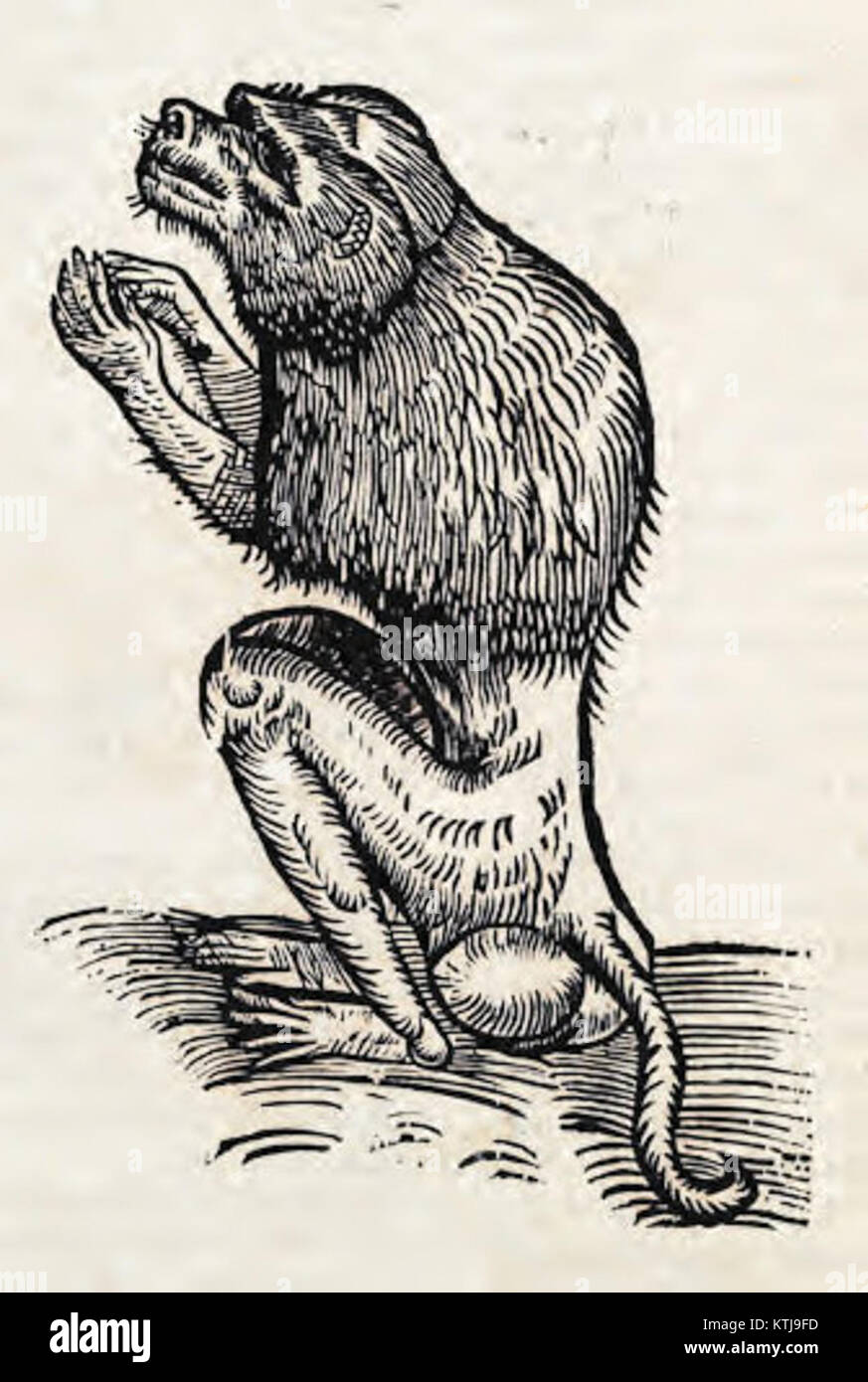 The Baboon Tartarine is a species of baboon, known for its unique ...