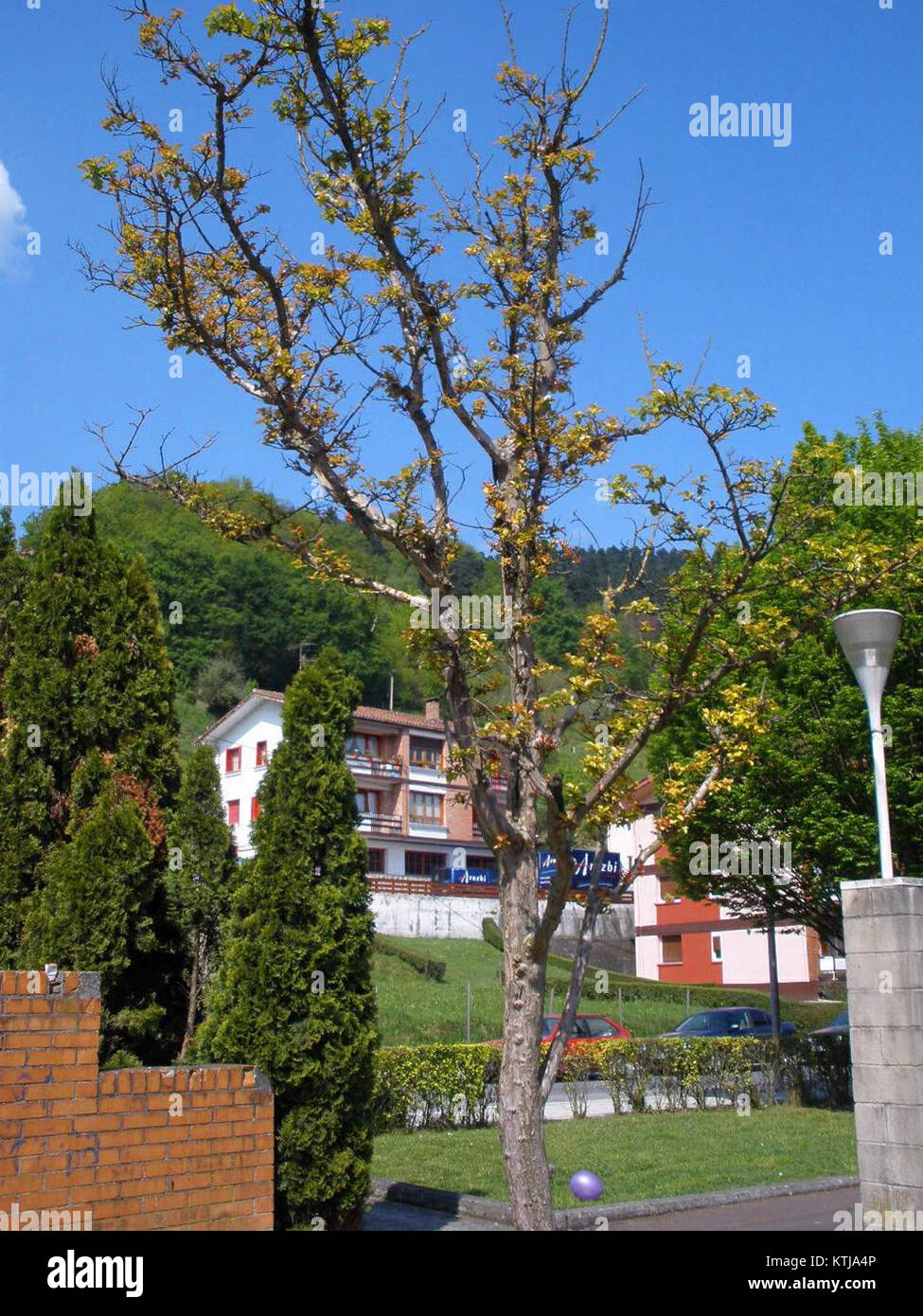 The Beasain Arbol de Jupiter, or Lagerstroemia indica, is a flowering ...