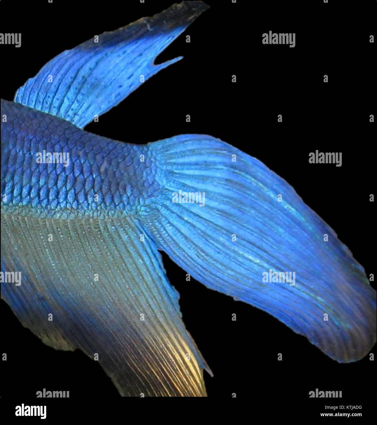 Photograph of a blue Betta fish displaying its vibrant tail ...