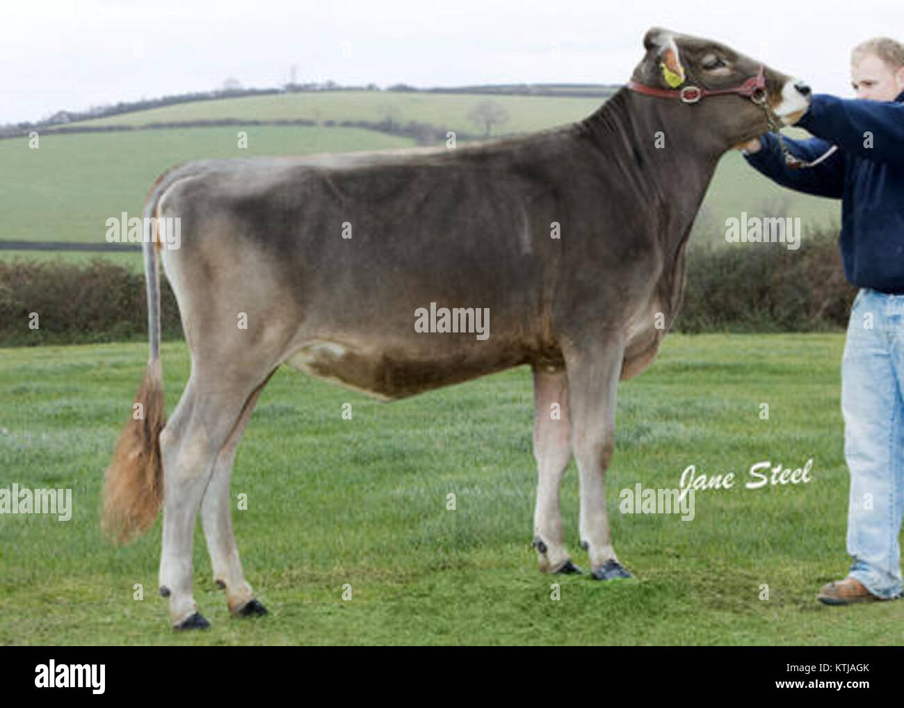 Brown Swiss is a breed of dairy cattle known for its exceptional milk ...