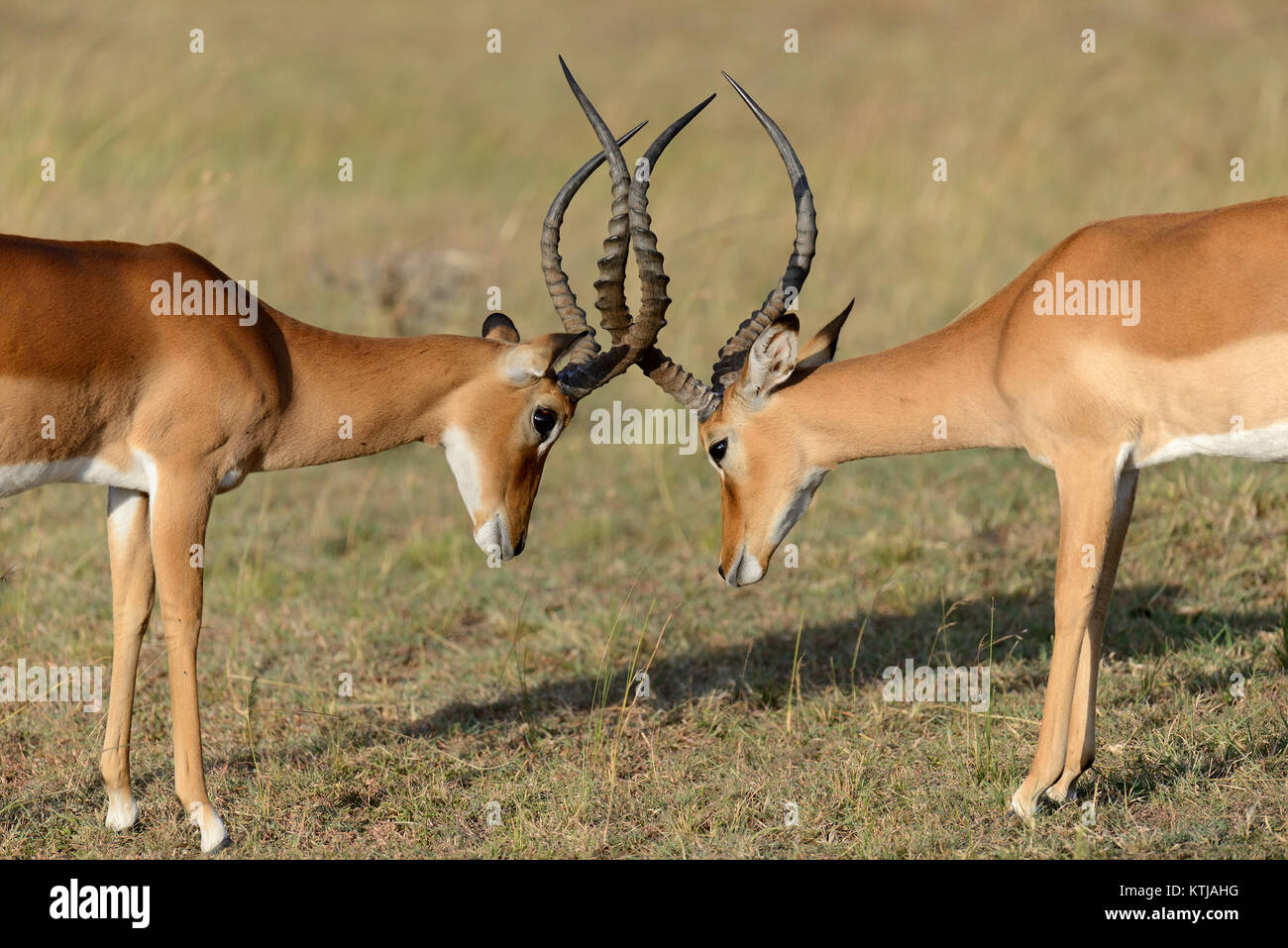 Two Impala fight on savanna in Africa, Kenya Stock Photo - Alamy