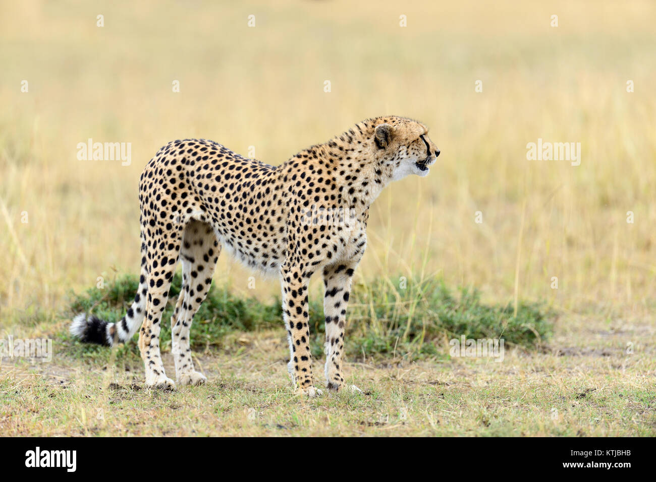 Wild african cheetah, beautiful mammal animal. Africa, Kenya Stock ...