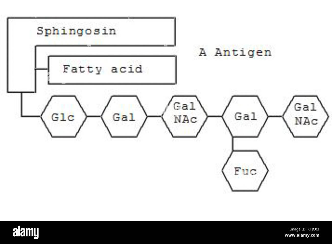 A schematic representation of Gangliosid A, a complex glycosphingolipid ...