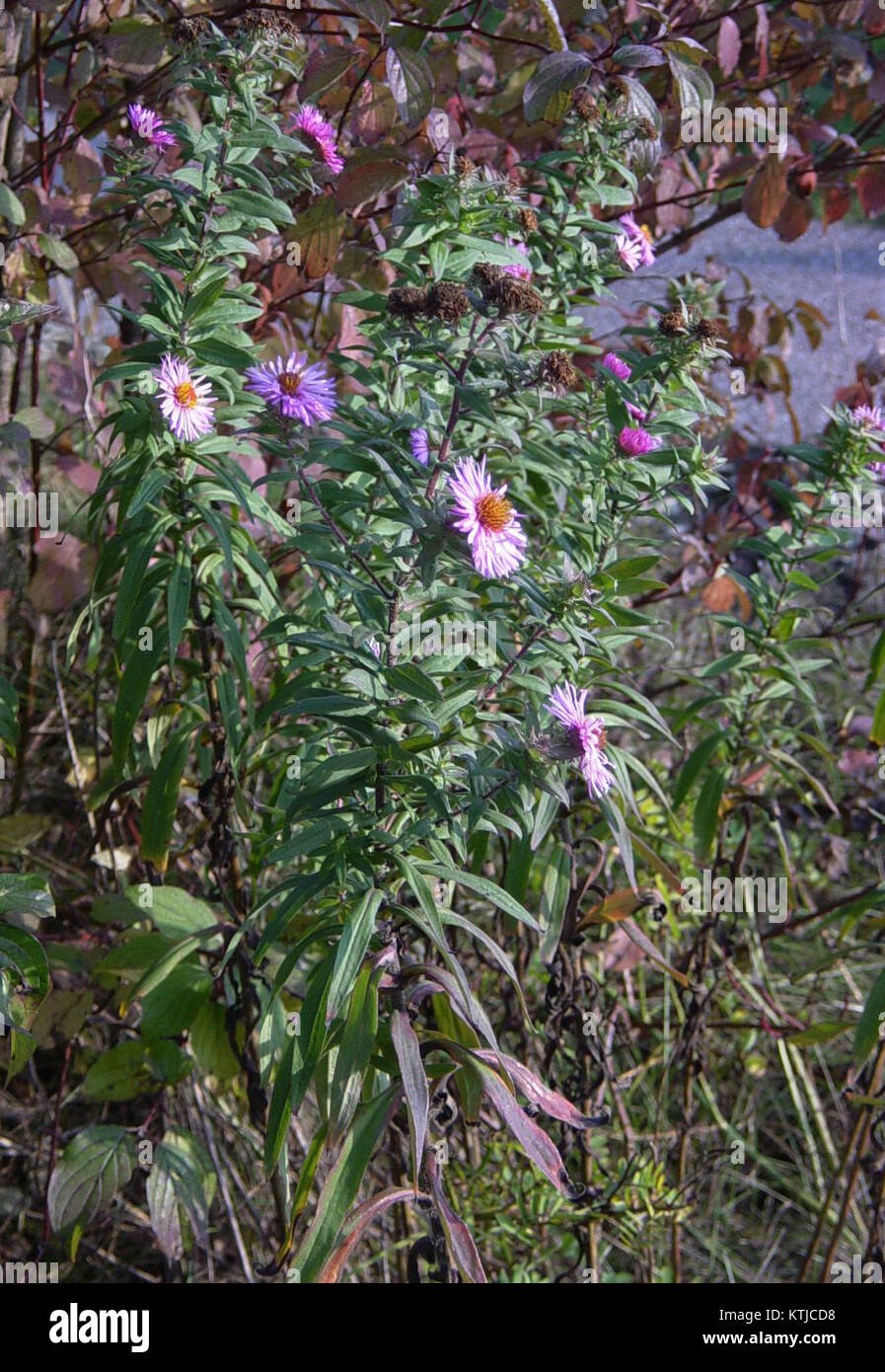 Aster novi belgii, also known as the New Belgium Aster, is a plant ...