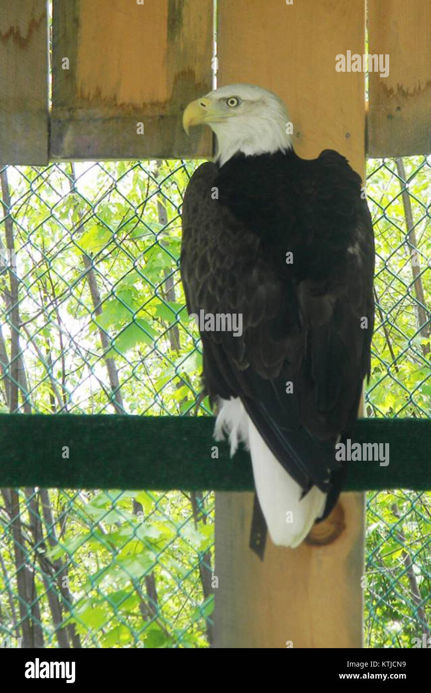 This image features a Bald Eagle, the national bird of the United ...