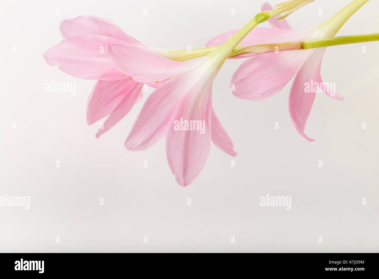 Rosepink Zephyr Lily flower, Pink Rain Lily, Zephyranthes Grandiflora ...