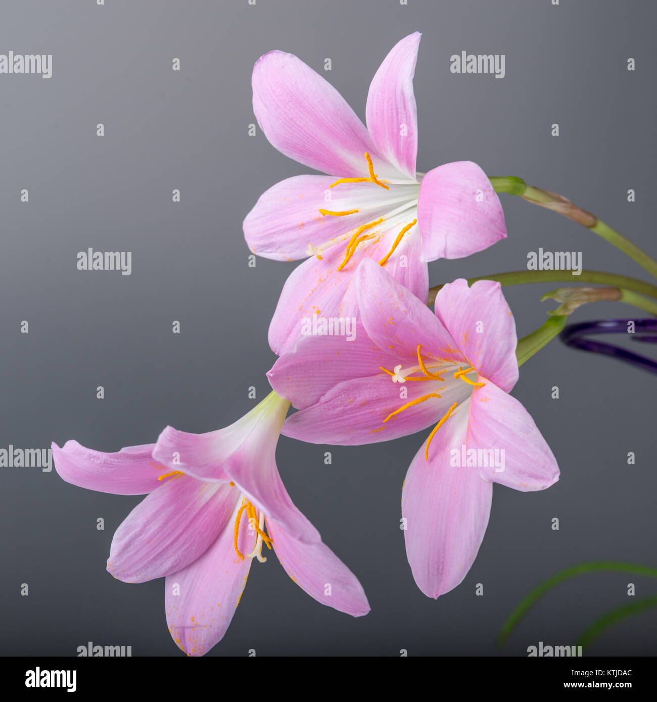 Rosepink Zephyr Lily flower, Pink Rain Lily, Zephyranthes Grandiflora ...