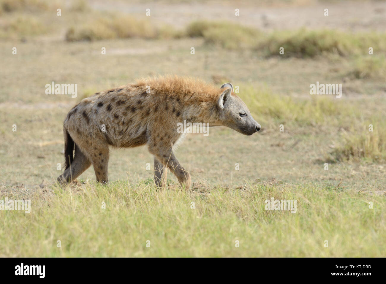 Striped hyena kenya hi-res stock photography and images - Alamy