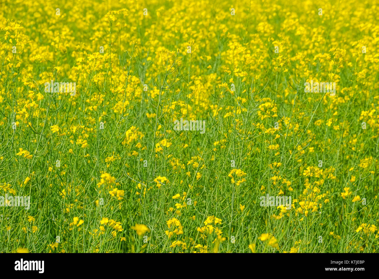 Rapeseed field. Background of rape blossoms. Flowering rape on the ...