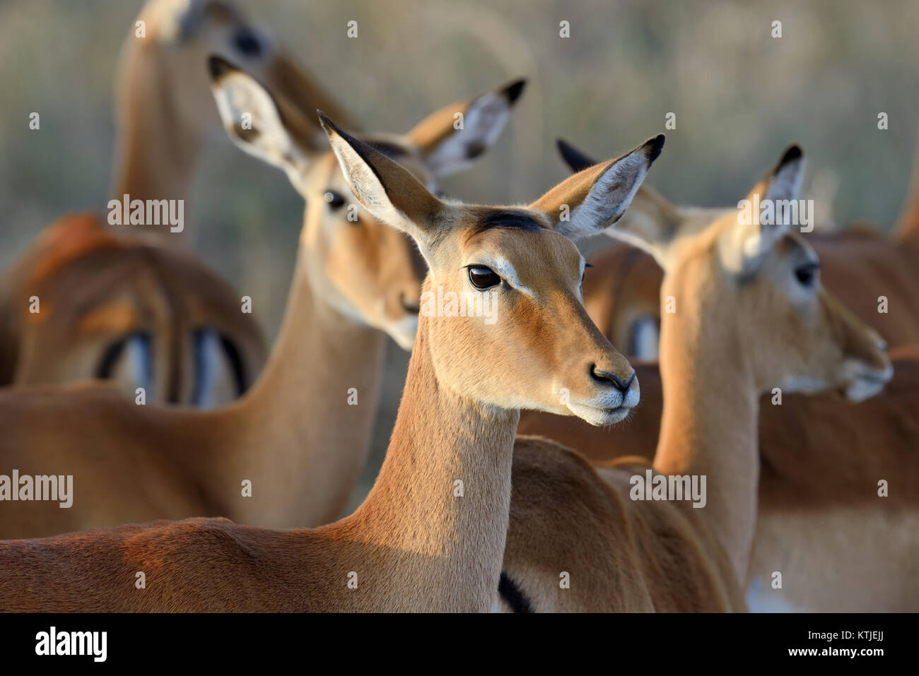 Impala on savanna in Africa, Kenya Stock Photo - Alamy