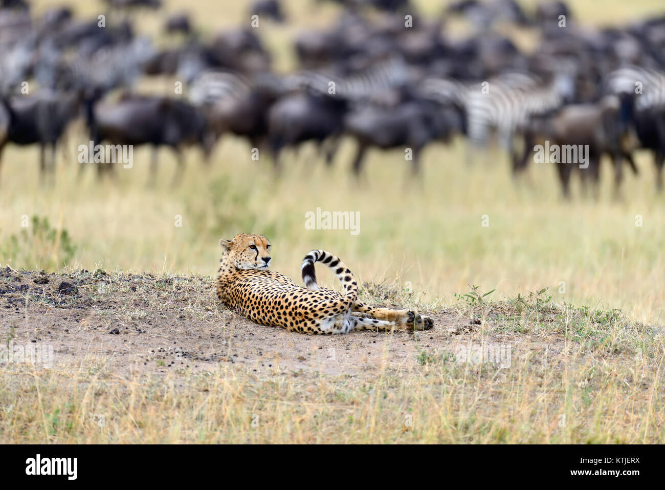 Wild african cheetah, beautiful mammal animal. Africa, Kenya Stock ...