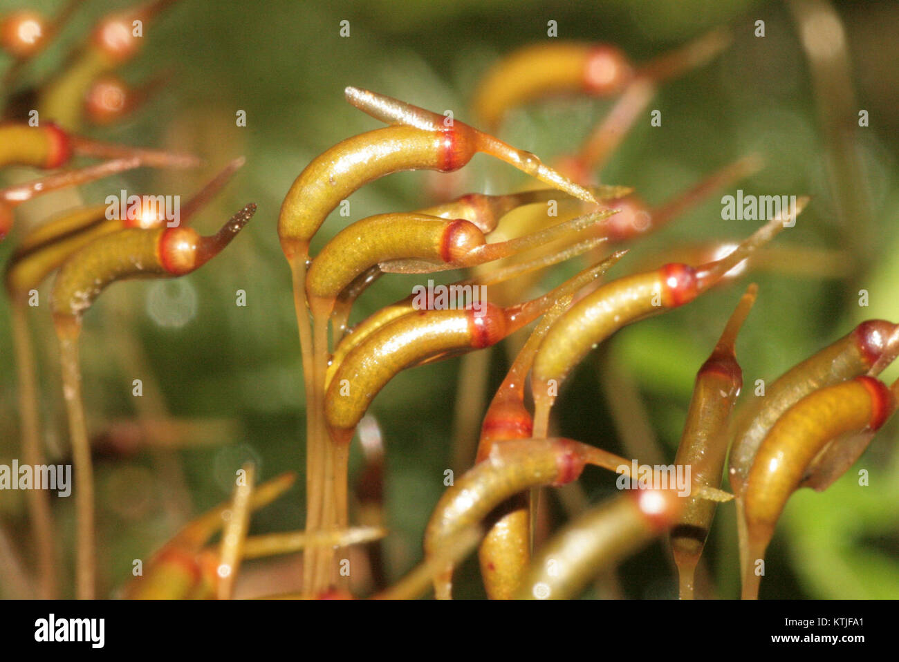 Atrichum undulatum, a species of moss, is commonly found in temperate ...