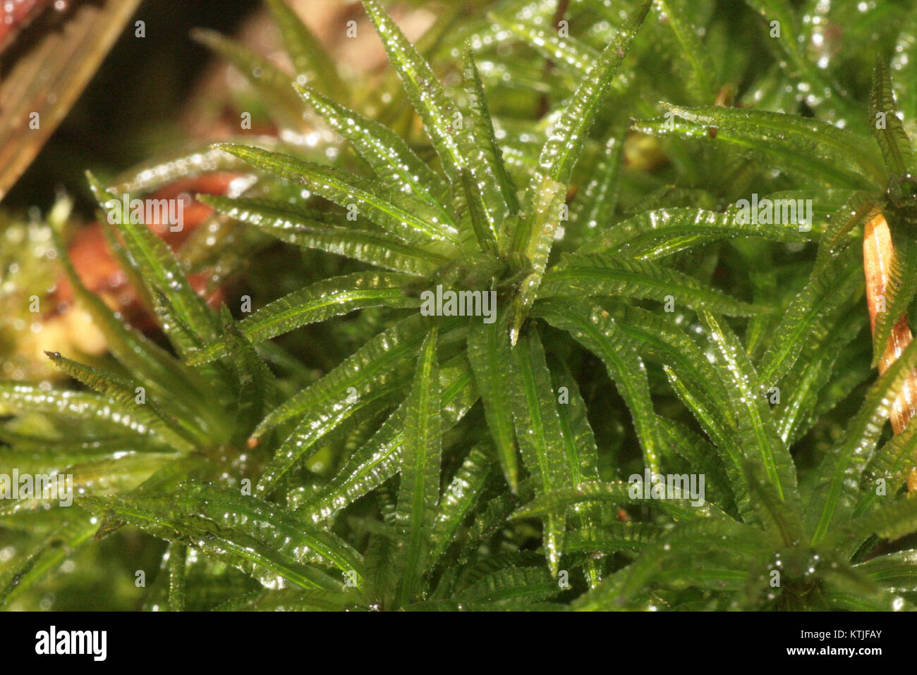 Atrichum undulatum hi-res stock photography and images - Alamy