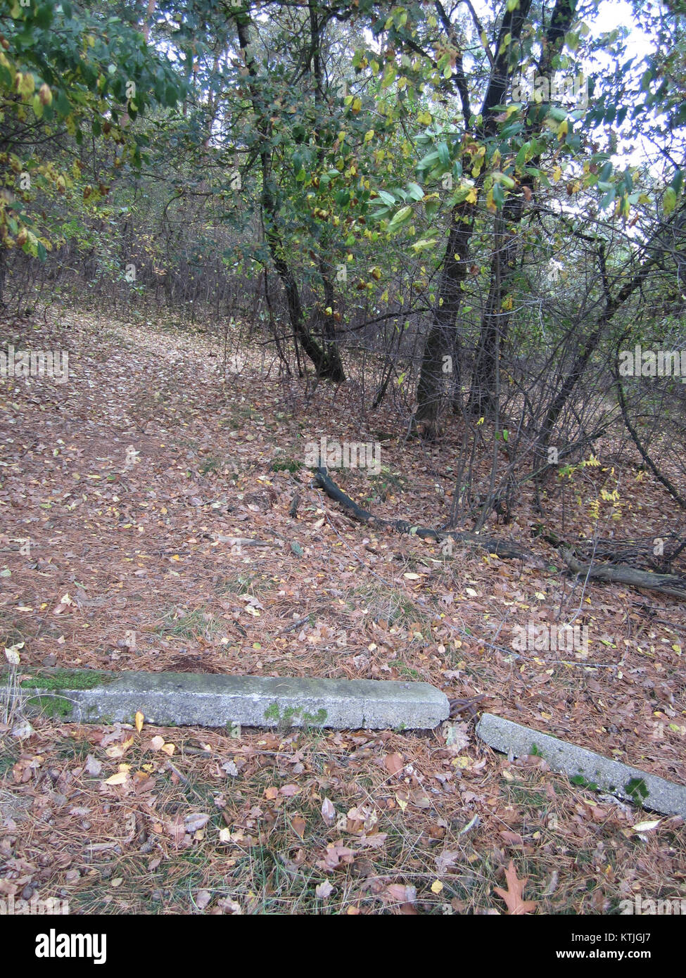 This image titled 'Beton in het bos' (Concrete in the Forest ...