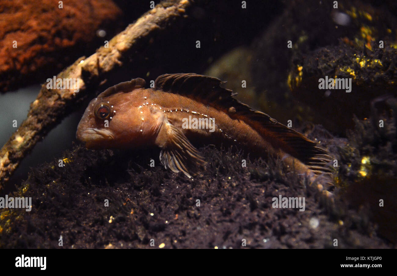 This photograph shows a specimen of Salaria fluviatilis, a species of ...