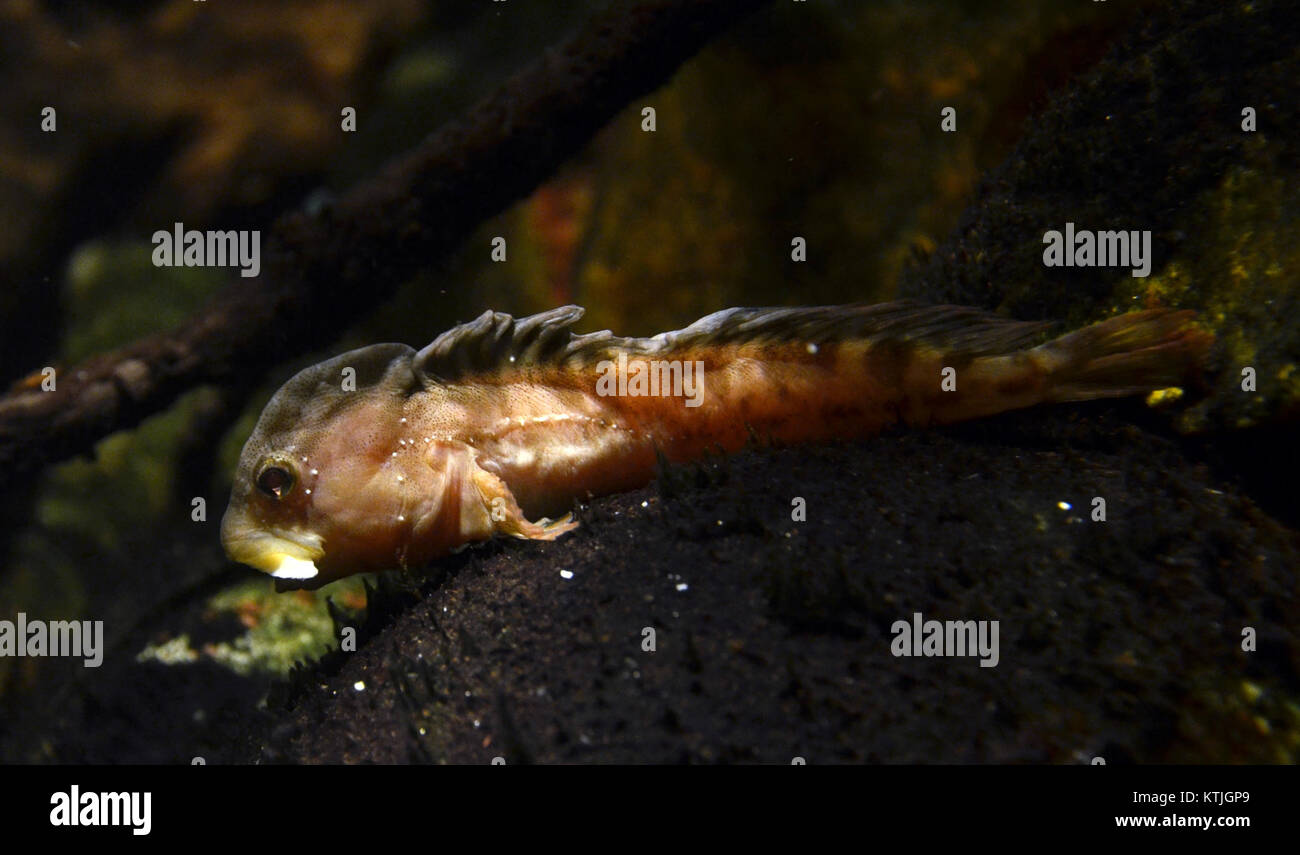 This image shows a specimen of *Salaria fluviatilis*, a species of fish ...