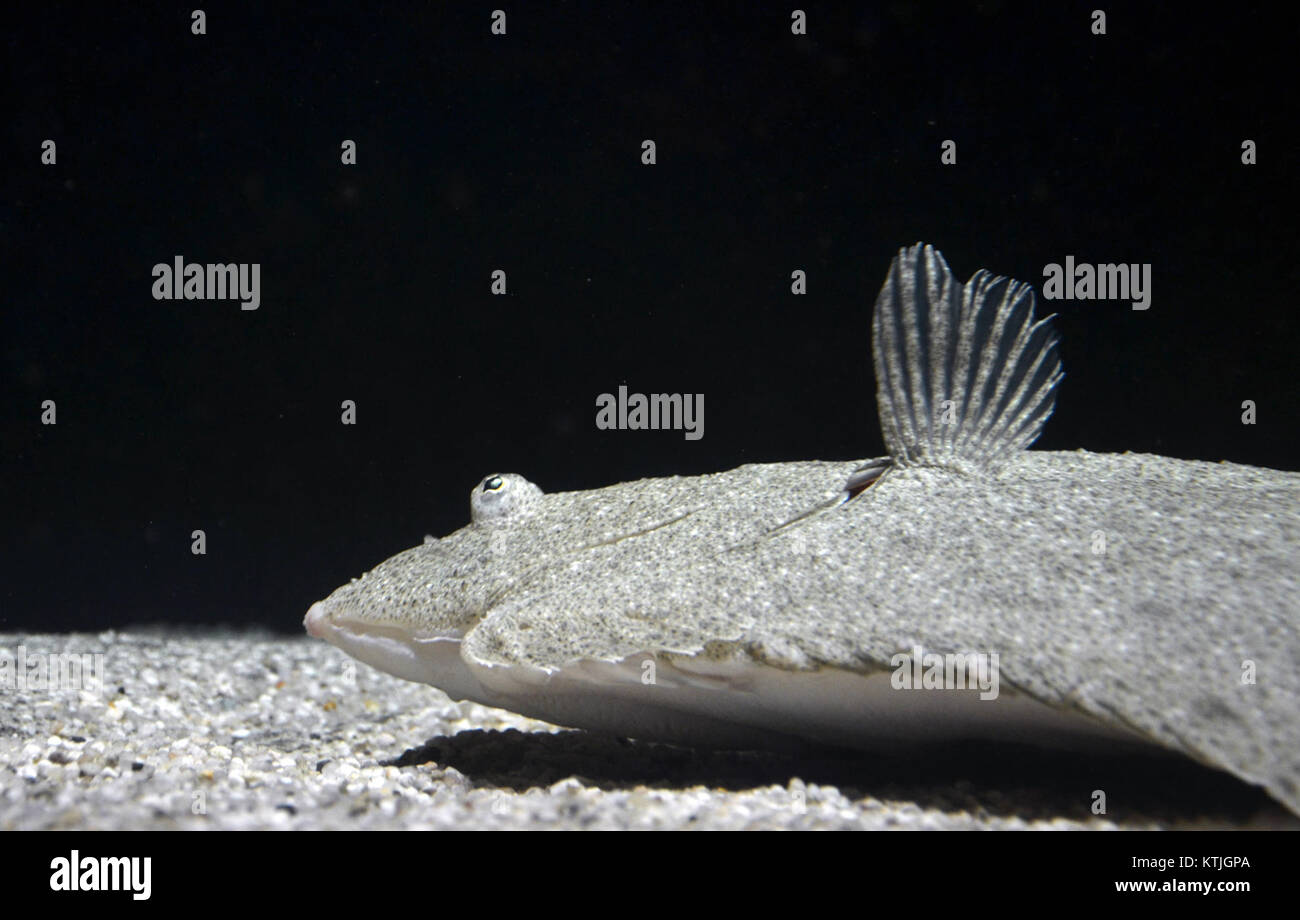 The image depicts *Psetta maxima*, a species of flatfish, at Basel Zoo ...