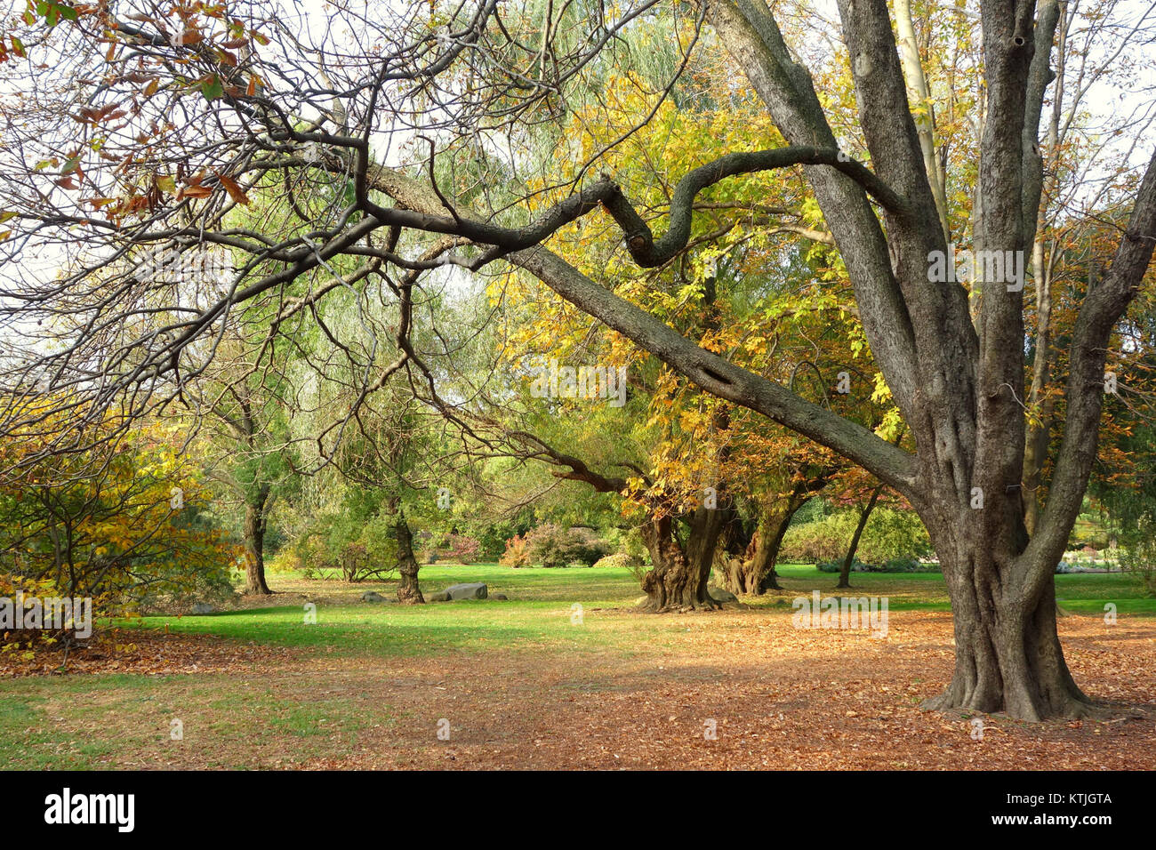 A photograph capturing the Brooklyn Botanic Garden in New York during ...