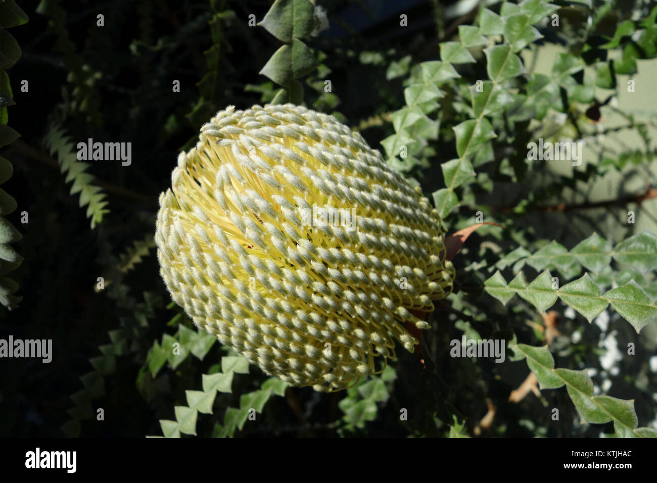 Banksia speciosa, a species of Australian shrub, is showcased at the ...