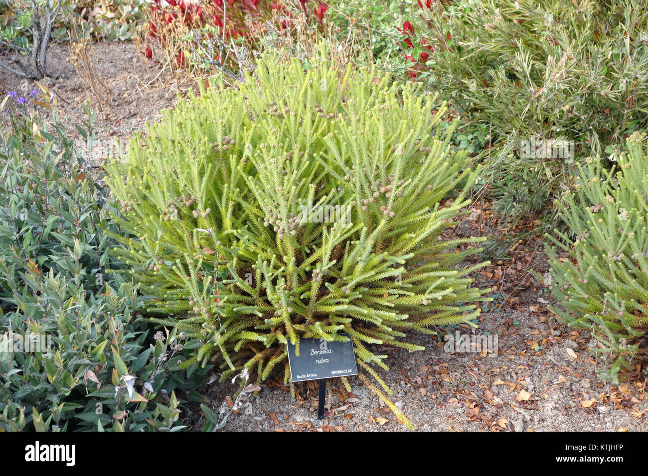 This image showcases Berzelia rubra, a unique plant species located at ...