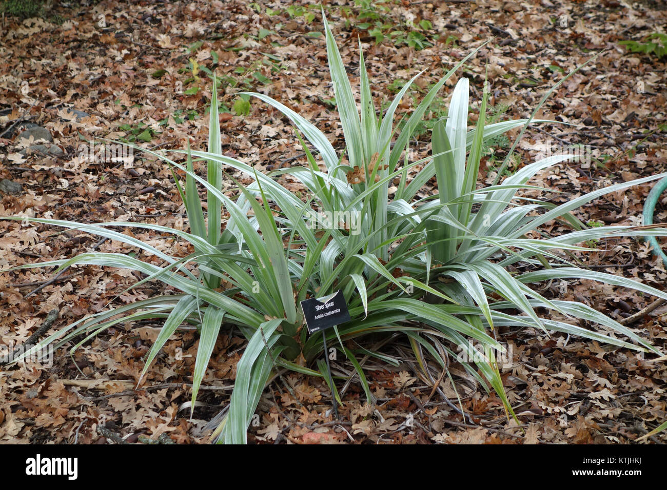 Astelia chathamica, also known as the Chatham Island astelia, is a ...