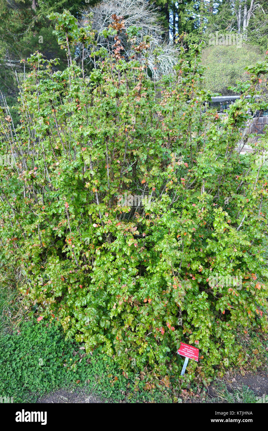 A photo of Berberis pinnata (Mahonia pinnata), commonly known as ...