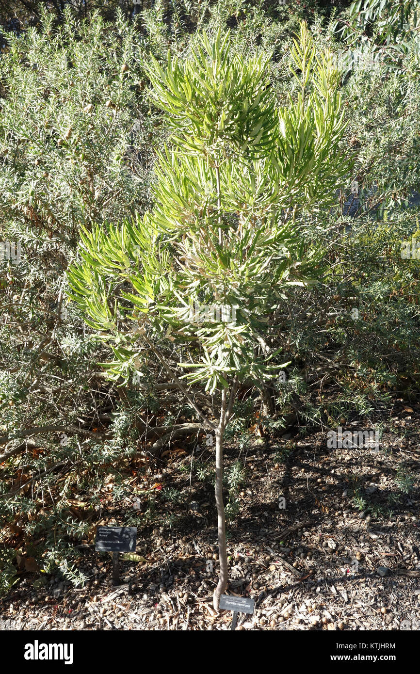 Banksia seminuda Leaning Pine Arboretum DSC05788 Stock Photo - Alamy